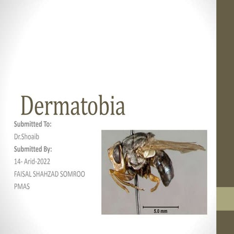 Dermatobia | PPTX