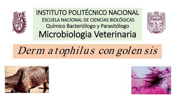 dermatophiulus congolensis- dermatofilosis | PPT