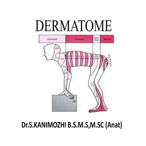 Dermatomes of upper limb- Dr.N.Mugunthan.MS