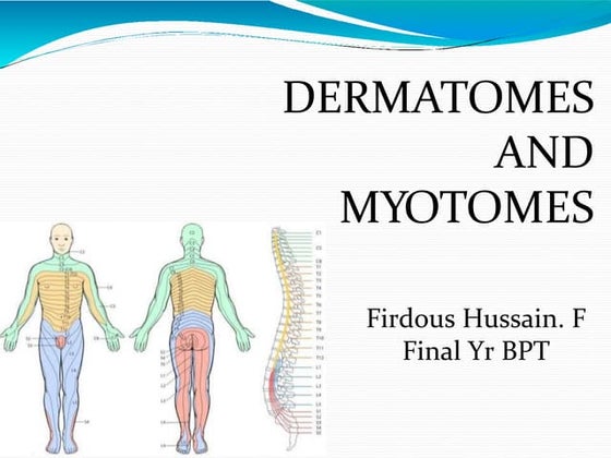 DERMATOMES AND MYOTOMES | PPTX | Death, Injury, or Military Conflict ...