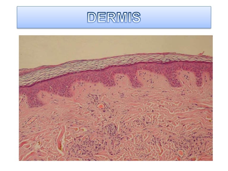 Dermis histologia