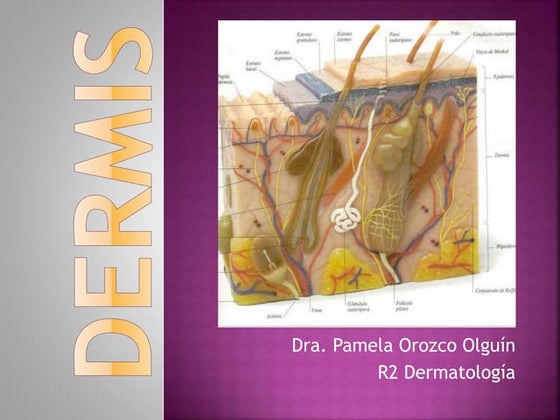 Estructura de la piel | PPT