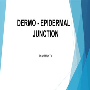 DERMO EPIDERMAL JUNCTION. Various components of basement membrane zone ...