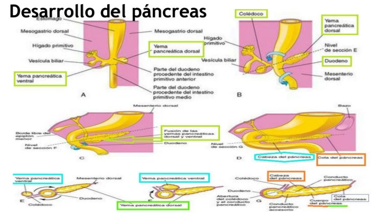 Desarrollo e histogénesis del páncreas
