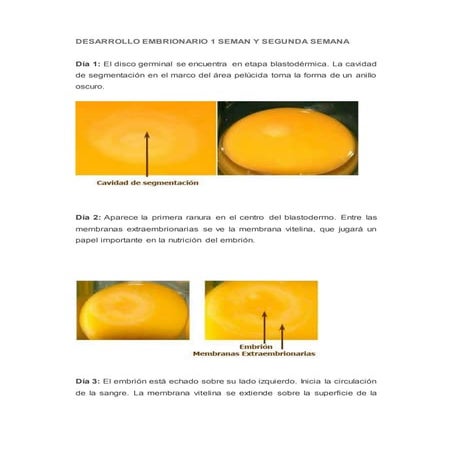 Desarrollo embrionario del pollo | DOCX