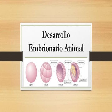 Desarrollo Embrionario Animal (1).pptx