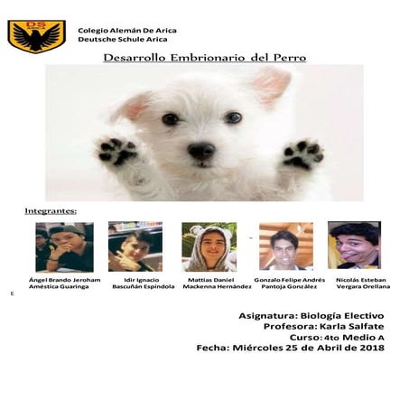 Desarrollo embrionario del perro | DOCX