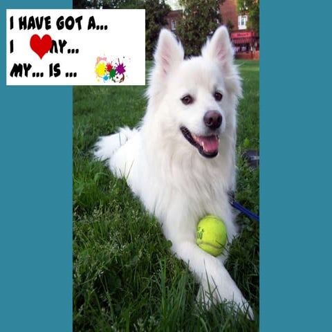 Talking About Pets | PPT