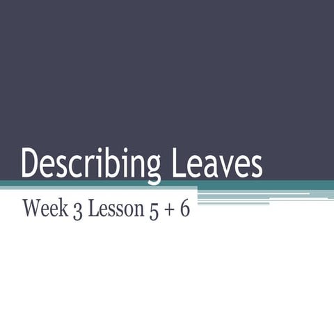 Describing leaves | PPTX