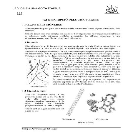 Esquema dels 5 regnes | DOCX