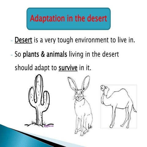 Desert adaptations | PPTX