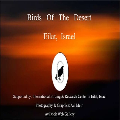Birds Of The Red-Sea, Eilat, Israel | PPS