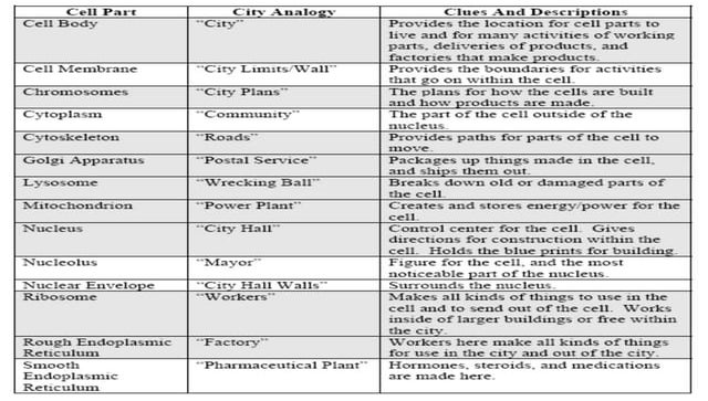 Animal Cell City Analogy