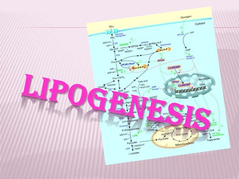 Lipogenesis (Fatty Acid Biosynthesis)