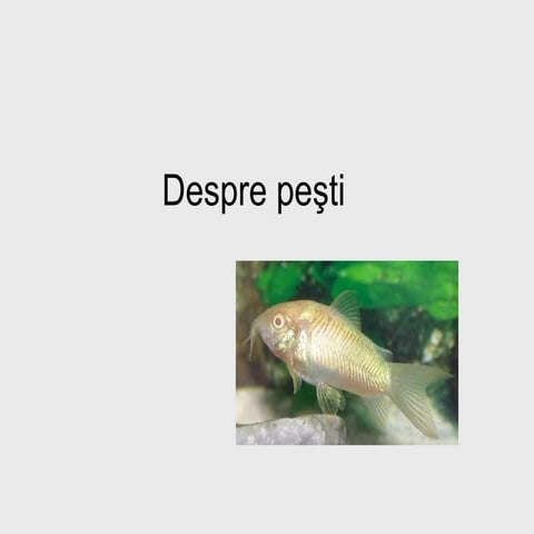 Despre pesti | PPT
