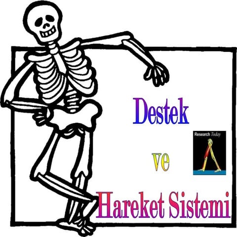 Destek ve hareket sistemi2 | PPSX