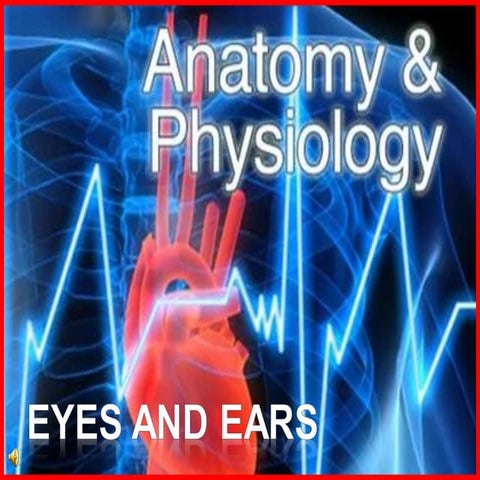 DERIVATIVES OF GERM LAYERS-3.ppt
