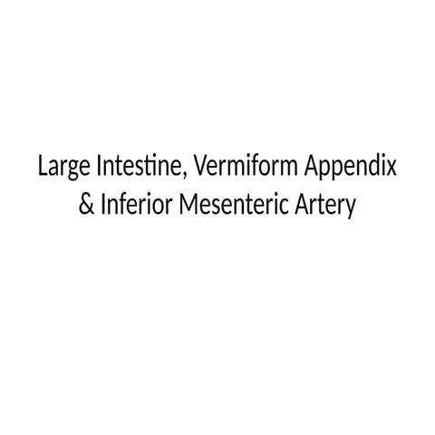 Detailed_Large_Intestine_Appendix_IMA_Presentation.pptx