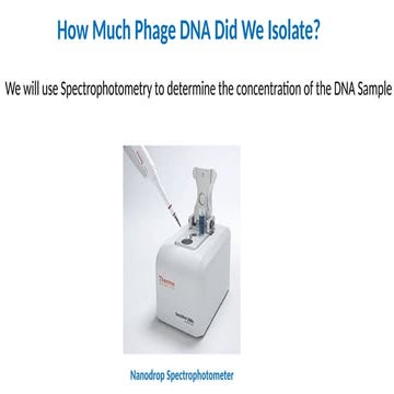 Determine DNA Concentration Slides.pptx, | PPTX