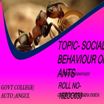 Social Behaviour of Ant | PPTX
