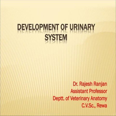 Human Embryology - Development of the Kidneys.pdf