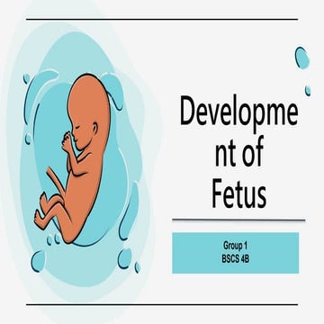THE DEVELOPMENT OF FETUS HOW DOES FETUS DEVELOP? | PPTX