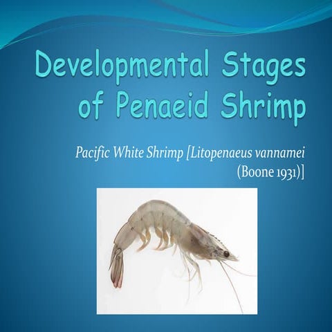 Developmental stages of penaeid shrimp | PPTX