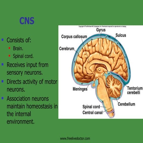 Development& Functions Of Various Parts Of Cns | PPT | Brain and ...