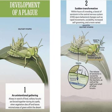 Development of a locust plague | PPT