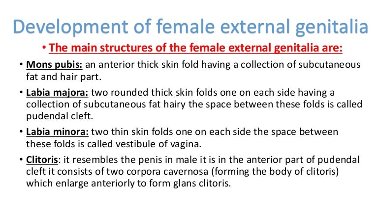 Development Of Female External Genitalia