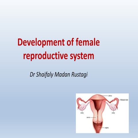 female-reproductive-organs