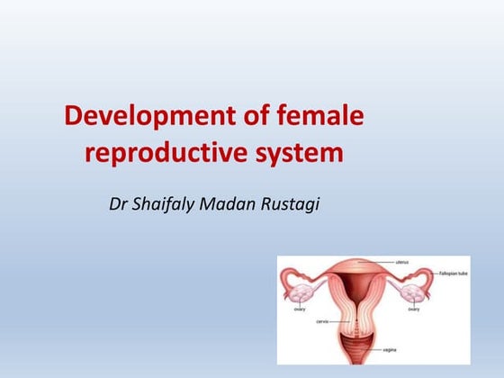Development of the female reproductive system | PPT