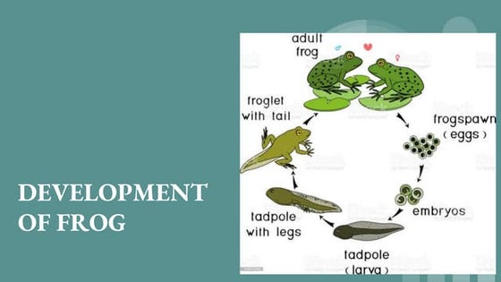 Reproductive system of frog | PPT