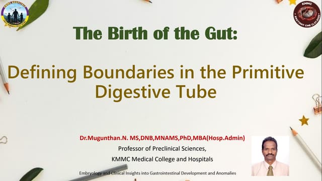 Development of the foregut (esophagus and stomach | PDF