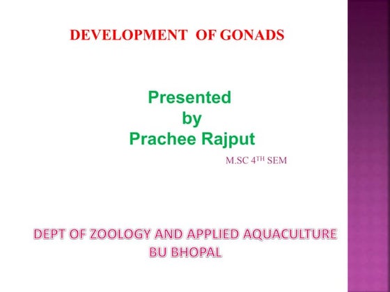 Development of gonads (Gonad differentiation)male gonad and female ...