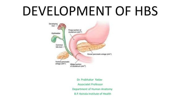 Anatomy and physiology of biliary tree | PPT