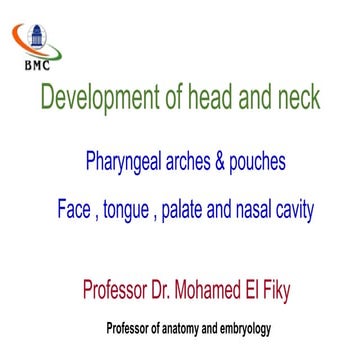 Development of head and neck | PDF