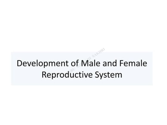 ovary - Anatomy, histology and embryological development of ovary | PPT