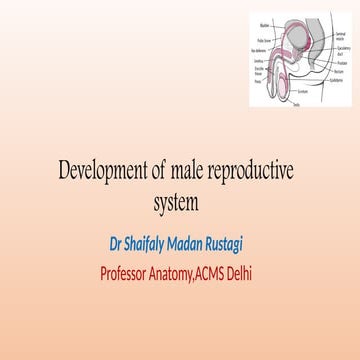 Development of male reproductive system.pptx