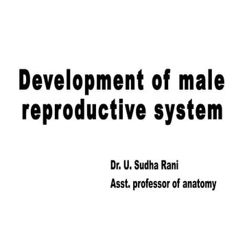 Development of male reproductive system.pptx