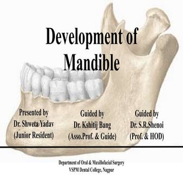 Development of mandible - Dr. Shweta Yadav - Oral and Maxillofacial ...