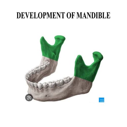 DEVELOPMENT OF MANDIBLE seminar presentation | PPT