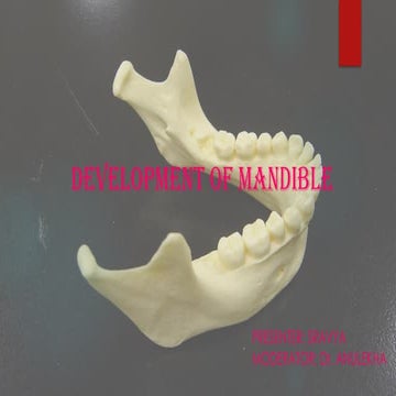 Mandible | PDF