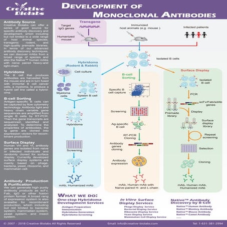 Development of monoclonal antibodies | PDF
