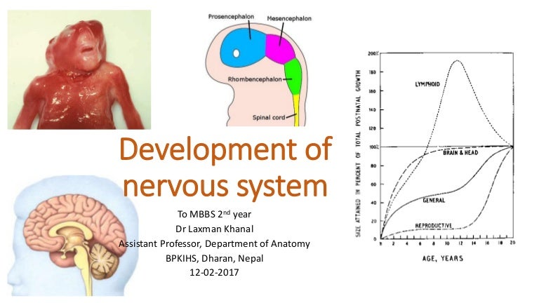 Development of nervous system