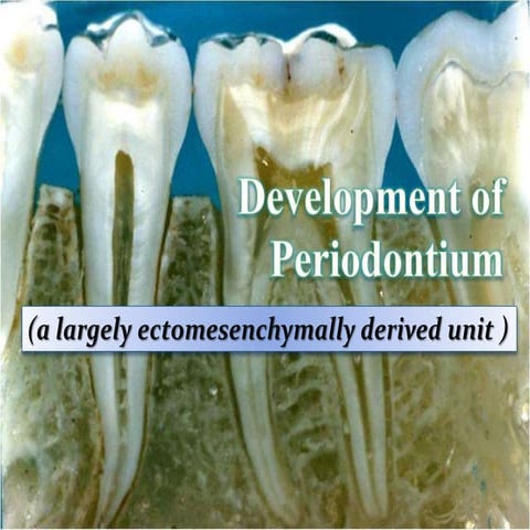 Development of periodontium | PPTX