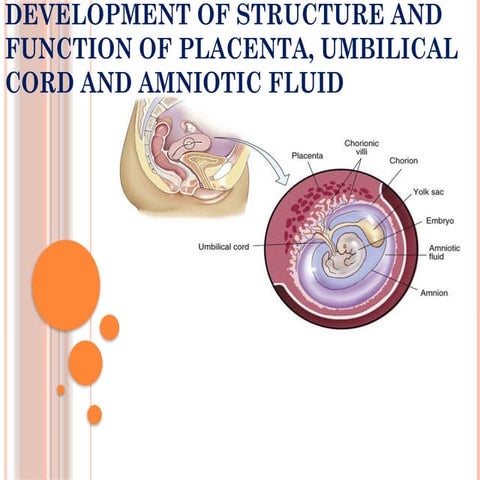PLACENTA & MEMBRANES.pptx