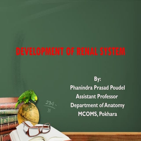 Development of renal system- PPP.pptx anatomy | PPTX