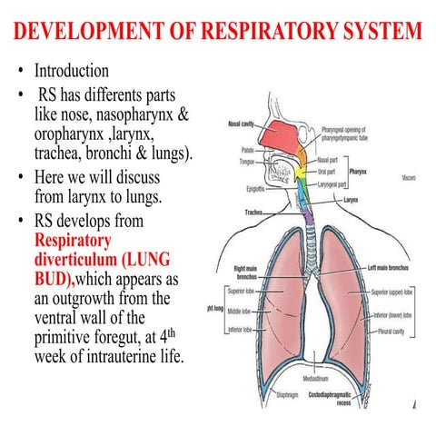 Development of respiratory system