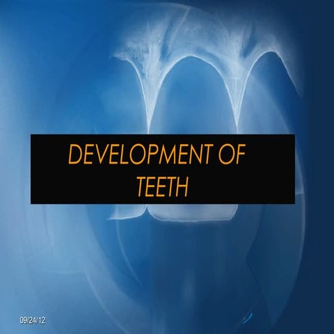 Tooth development for the embryology..